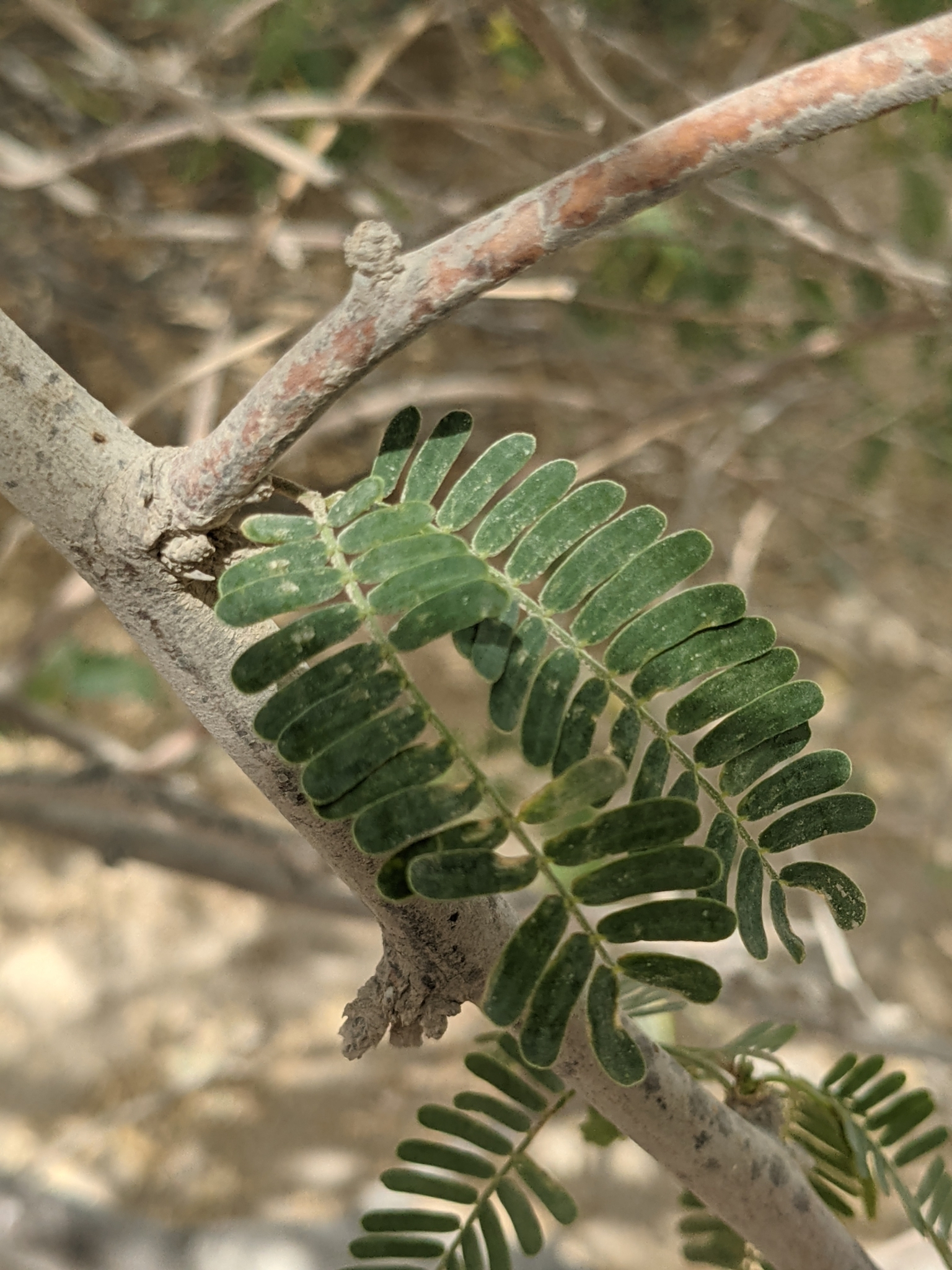 Prosopis cineraria (L.) Druce