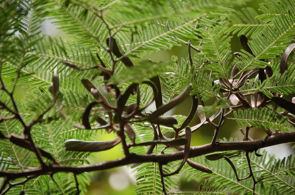 fern-leaf acacia (Vachellia pennatula) - Botanical Realm