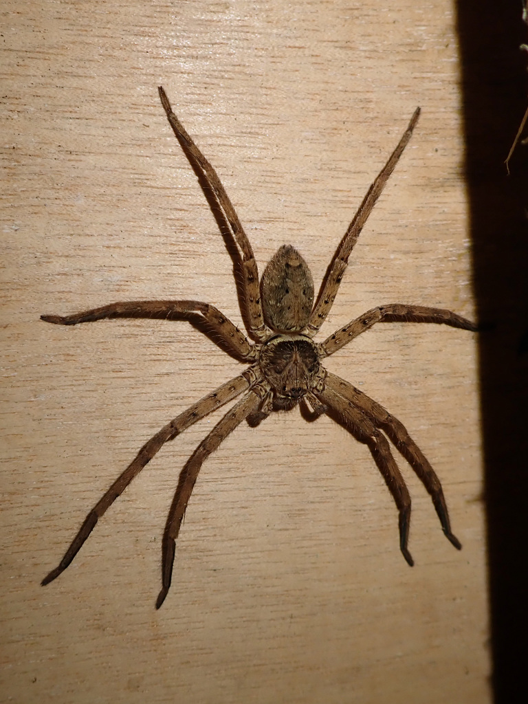 Pantropical Huntsman Spider from Tafea Province, Vanuatu on September ...