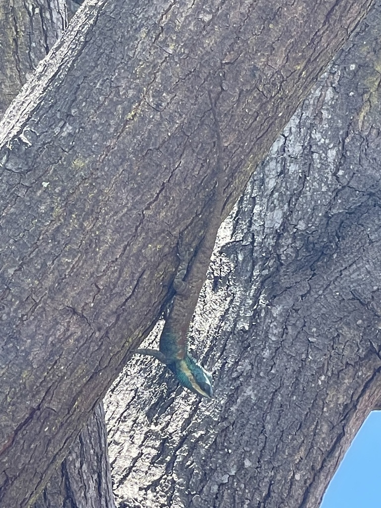 Myanmar Blue Crested Lizard in May 2021 by Lawrence Hylton · iNaturalist
