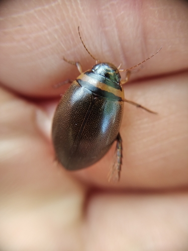 Graphoderus austriacus · iNaturalist United Kingdom