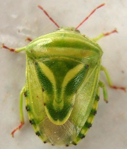 Genus Platacantha · iNaturalist