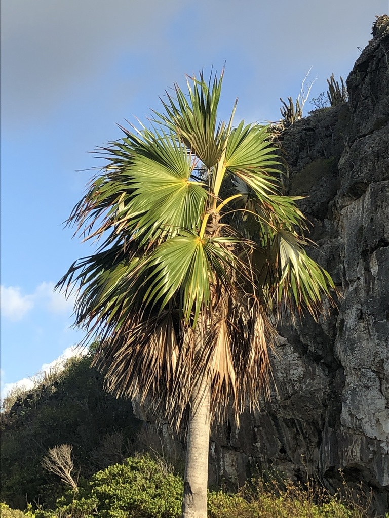 Cayman silver thatch palm (Coccothrinax proctorii) - Botanical Realm