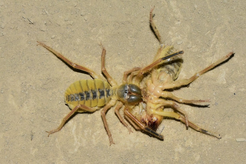 Galeodidae from Сарыагашский район, Казахстан on May 16, 2021 at 02:26 ...