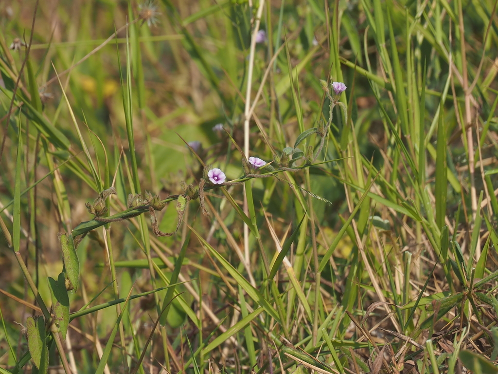 Tiny Morning Glory from Kulon Progo Regency, Special Region of ...