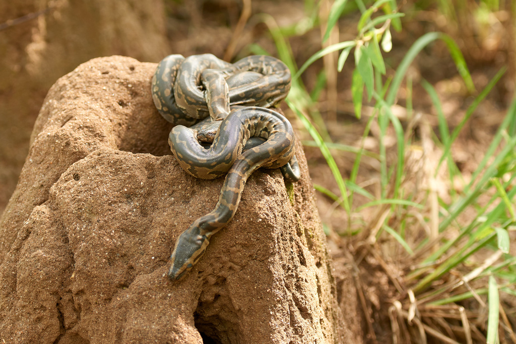 Southern African Python from Babati, Manyara, Tanzania on January 08 ...