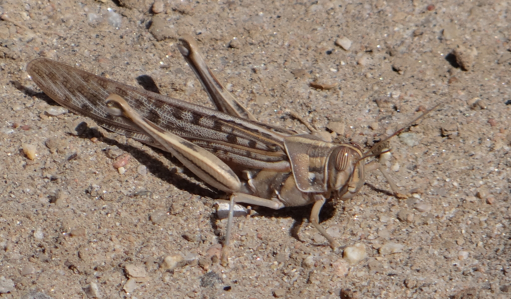 Desert Locust (Terrestrial Arthropods of Saudi Arabia) · iNaturalist