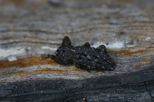 Poropterus melancholicus · iNaturalist