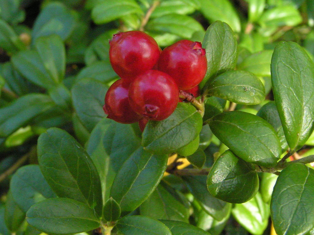 Small Cranberry (North Woods, Great Lakes Linnaeus List) · iNaturalist