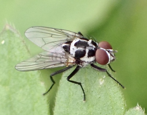 Anthomyia procellaris · iNaturalist