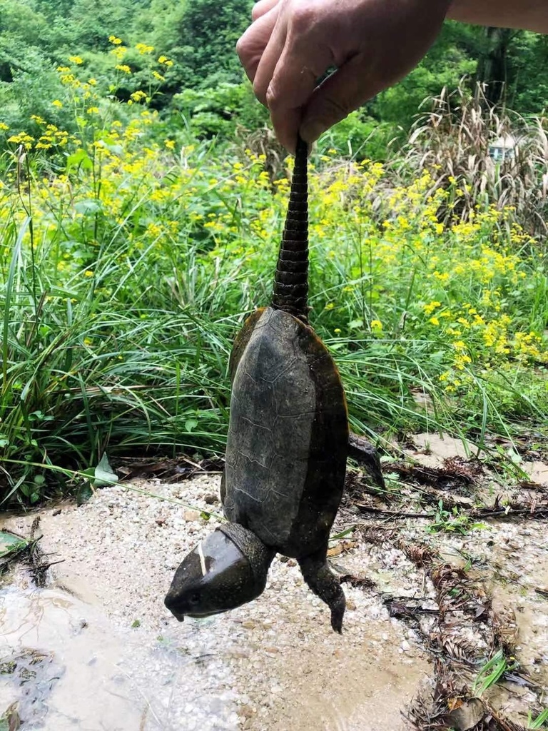 big-headed turtle in May 2021 by yangfy · iNaturalist