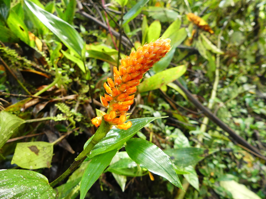 Elleanthus discolor from Reserva Maquipucuna on May 06, 2021 at 07:23 ...