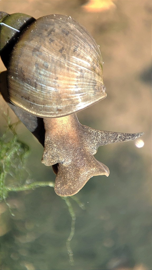Great Pond Snail from Parque Cruz Conde, Córdoba, Spain on May 16, 2021 ...