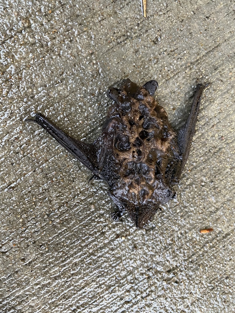 Evening Bats from McGee St, Kansas City, MO, US on May 16, 2021 at 03: ...
