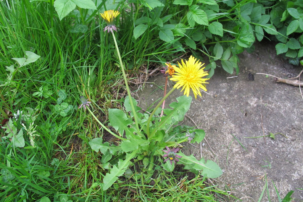bluish-bracted dandelion from Hasle, Aarhus, Danmark on May 16, 2021 at ...
