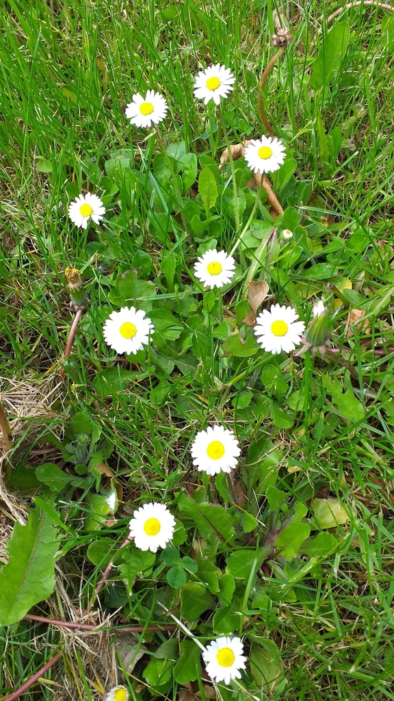Lawn daisy from 7100 Vejle, Denmark on May 16, 2021 at 02:11 PM by ...