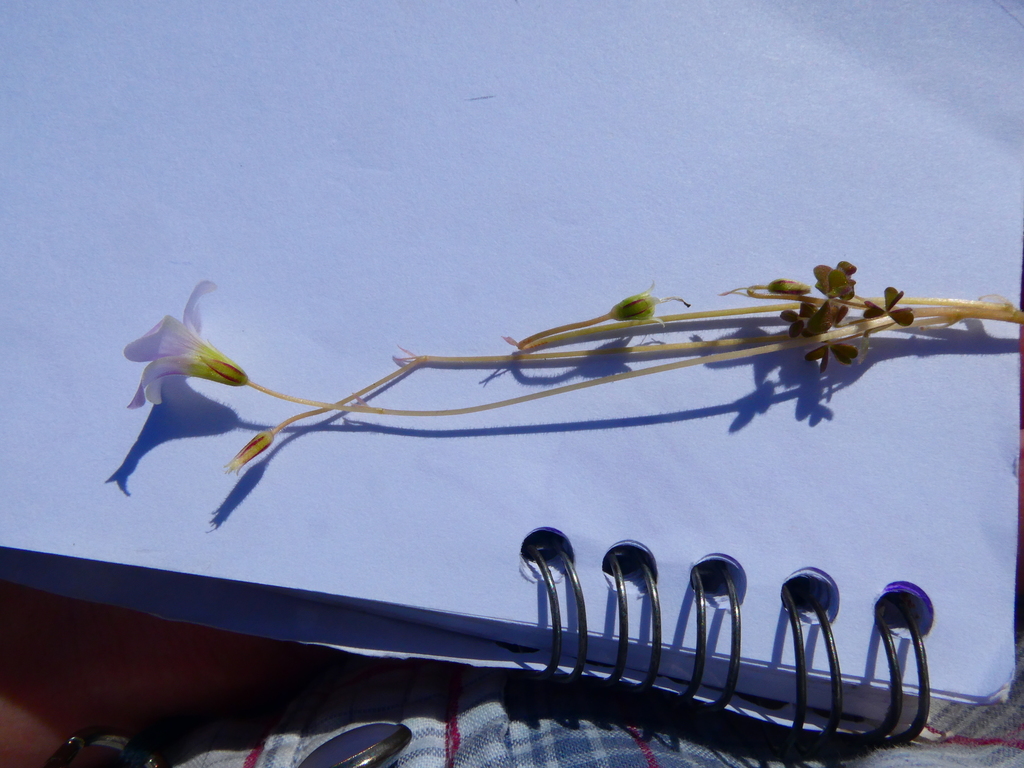 Oxalis orthopoda in April 2021 by Petra Broddle. sp.2 · iNaturalist