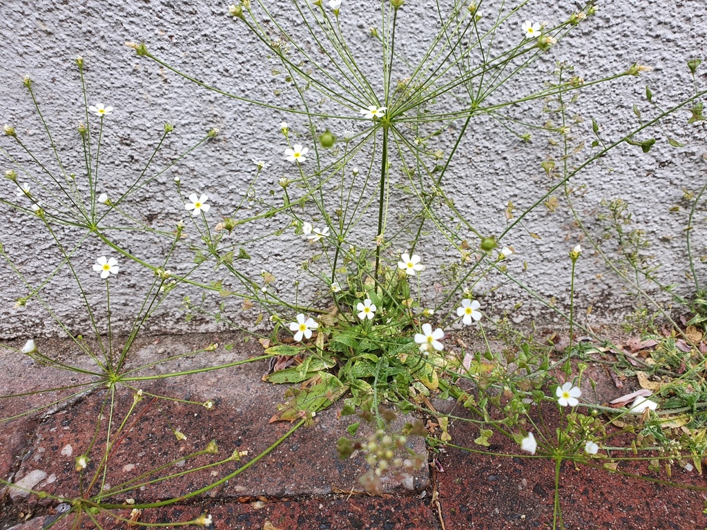 pygmy-flower rock-jasmine in May 2021 by Ruth Krämer-Klink · iNaturalist