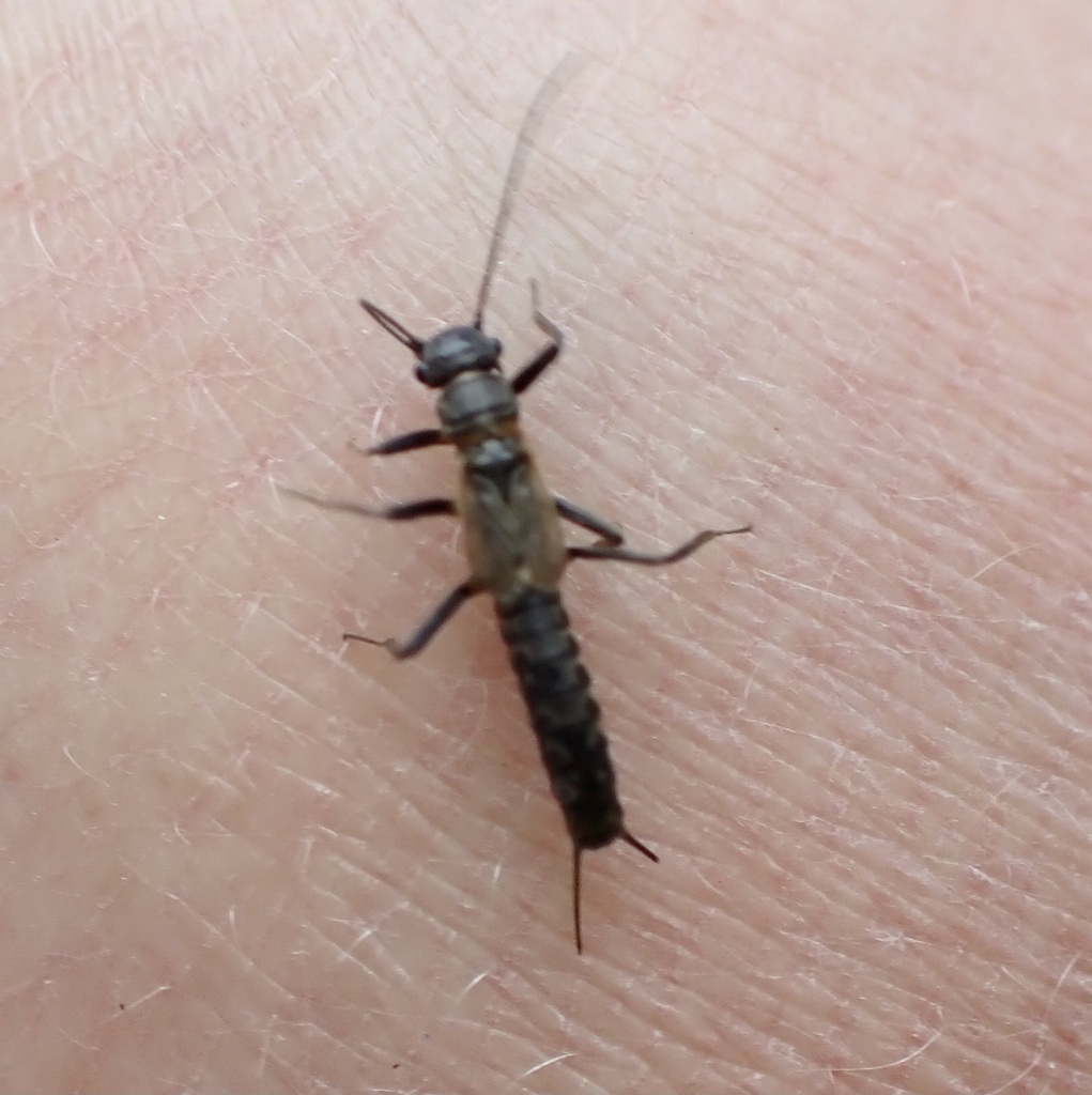 Isoperla difformis from Teglværksvej, Gjern, Midtjylland, DK on May 16 ...