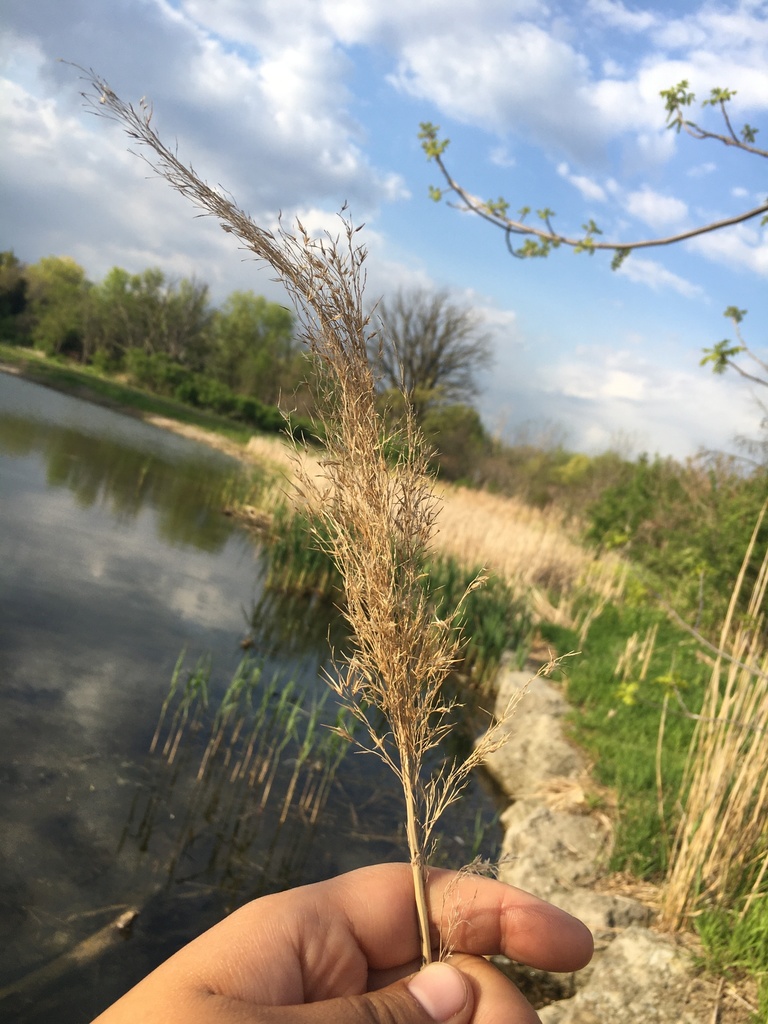 American common reed from Old Derry Rd, Mississauga, ON, CA on May 15 ...