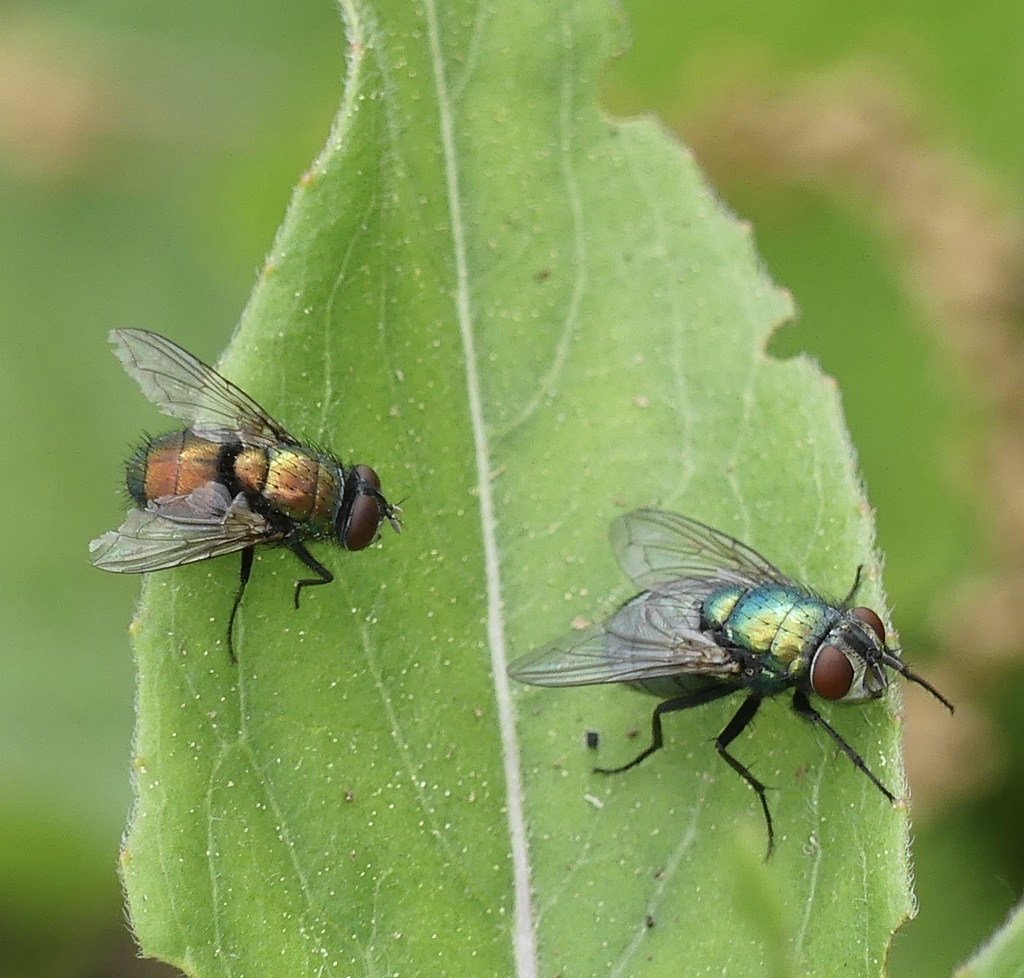 Greenbottle Flies in May 2021 by Ray G. Cama. Same species? · iNaturalist