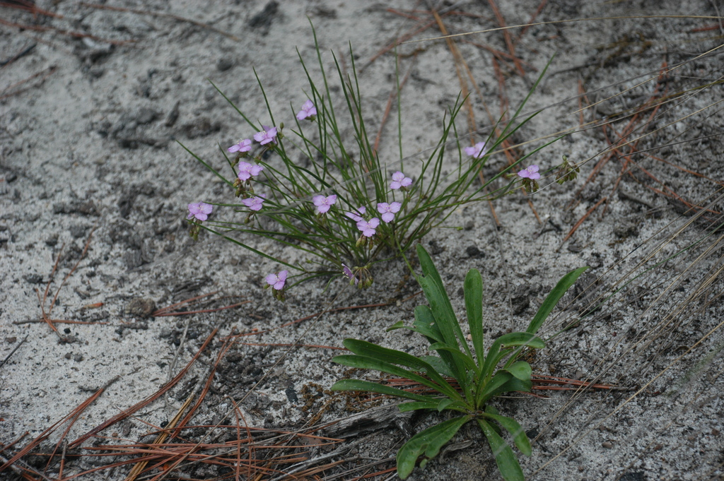 Grassleaf Roseling (Callisia graminea) - Botanical Realm