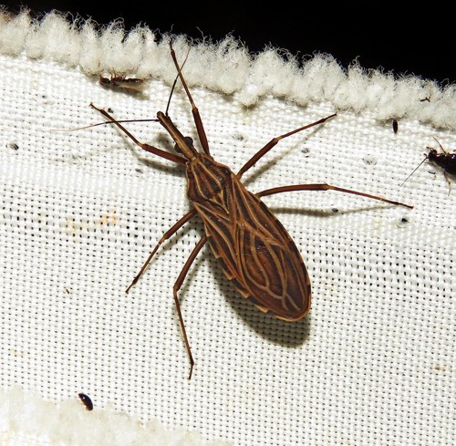 Rhodnius montenegrensis · iNaturalist