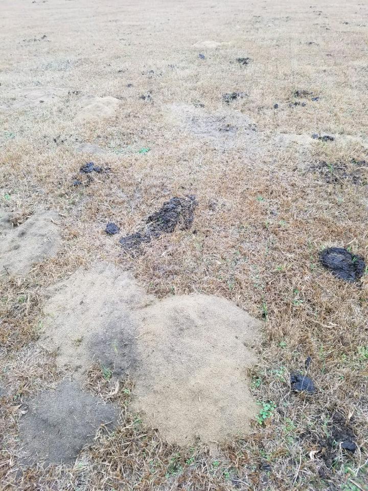 Southeastern Pocket Gopher from Williams Bluff TNC on January 12, 2018 ...