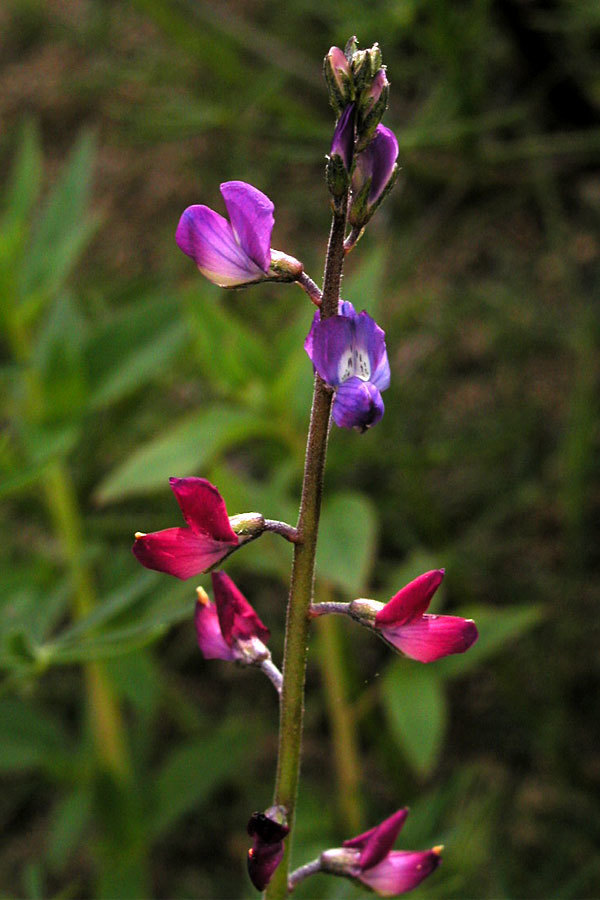 collared annual lupine (Riverside Citizen Science - Flora) · iNaturalist