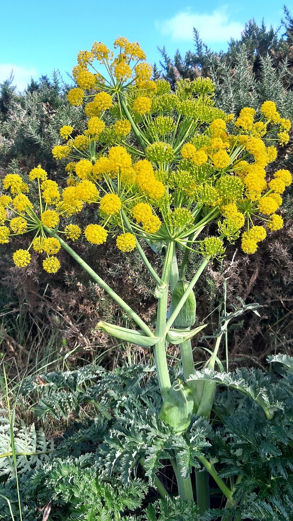villous deadly carrot from Sintra, Lisboa, Portugal on May 15, 2021 at ...