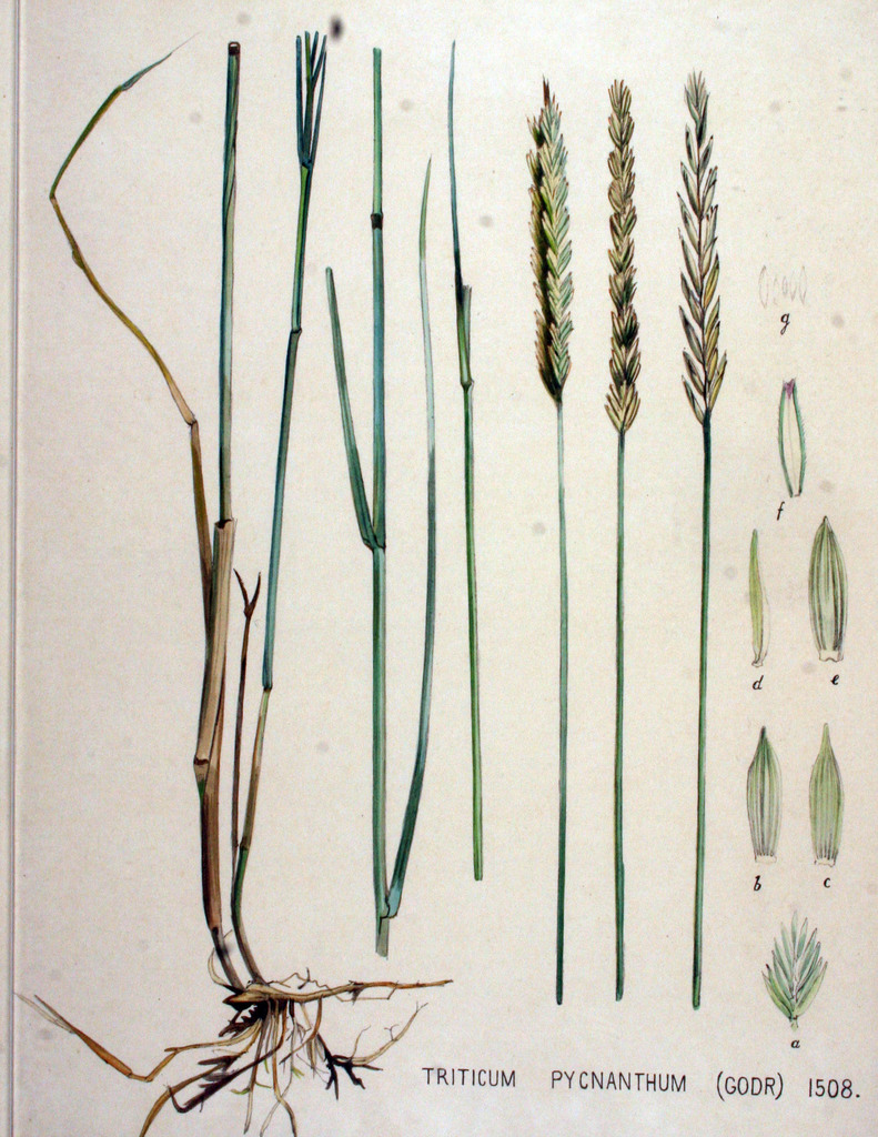(Elymus pycnanthus) - Botanical Realm