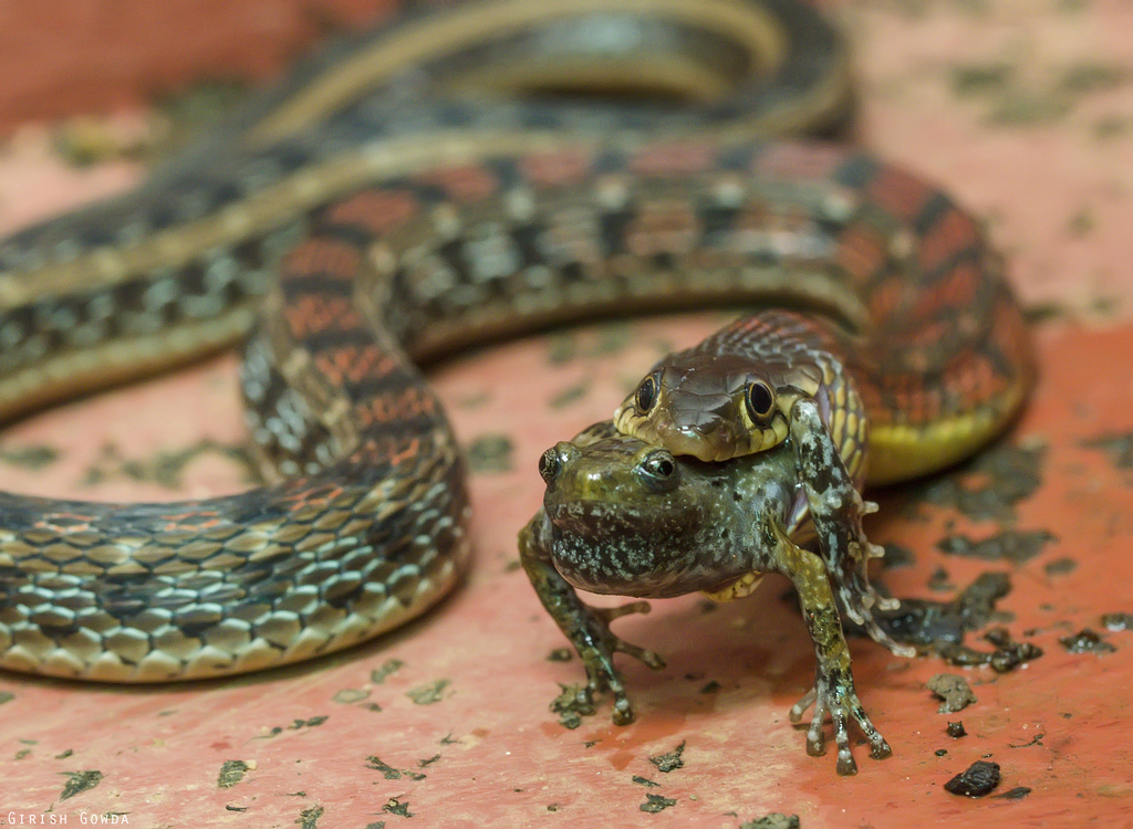 Buff Striped Keelback (Amphiesma stolatum) - Snakes and Lizards
