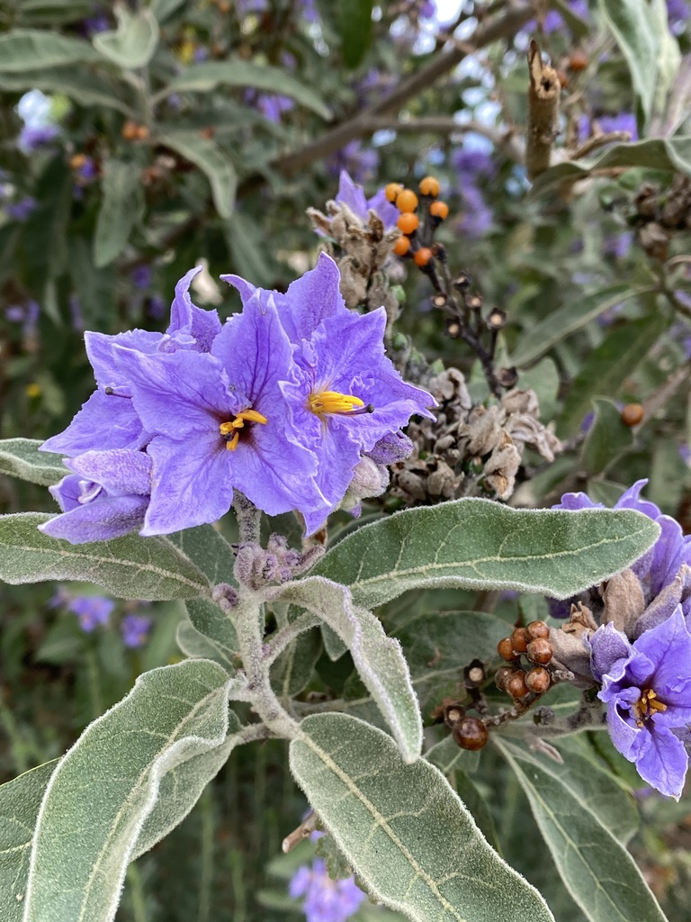Sosa (Plantas y polinizadores de San Gabriel Chilac) · iNaturalist