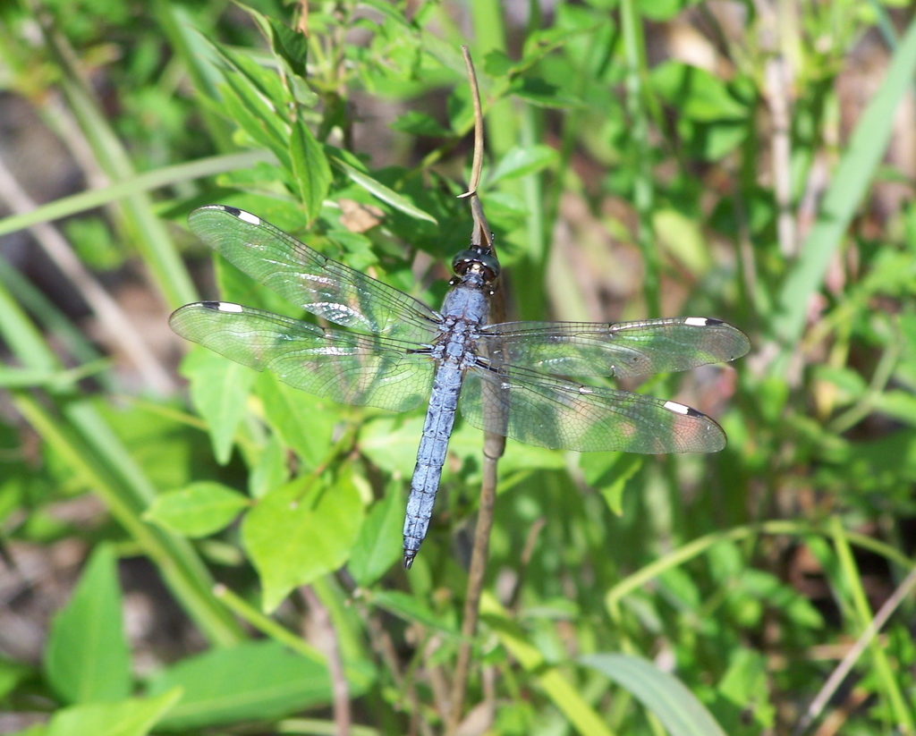 Spangled Skimmer from Washington County, MD, USA on July 24, 2007 by ...