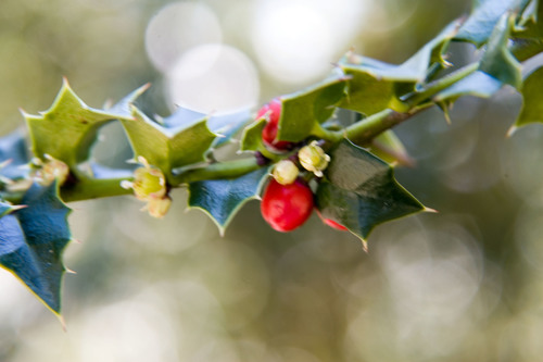 Ilex pernyi · iNaturalist Mexico