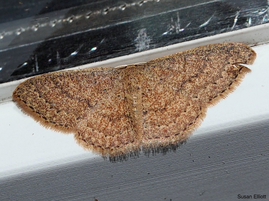 Drab Brown Wave (Moths of Dallas/Fort Worth, Texas) · iNaturalist