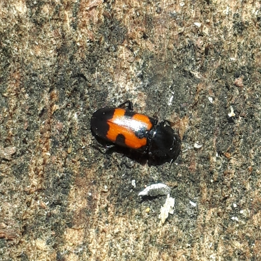 Glischrochilus moratus from Parc Lepage, Rimouski, QC, Canada on May 16 ...