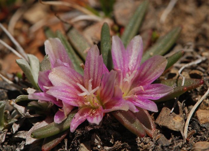 dwarf lewisia (Denver-Boulder Metro Area: Pink, Purple, Blue, Red, and ...