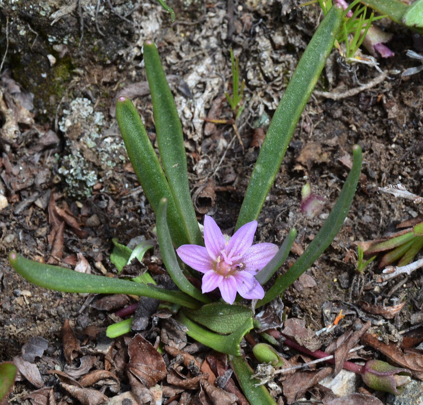 dwarf lewisia (Denver-Boulder Metro Area: Pink, Purple, Blue, Red, and ...