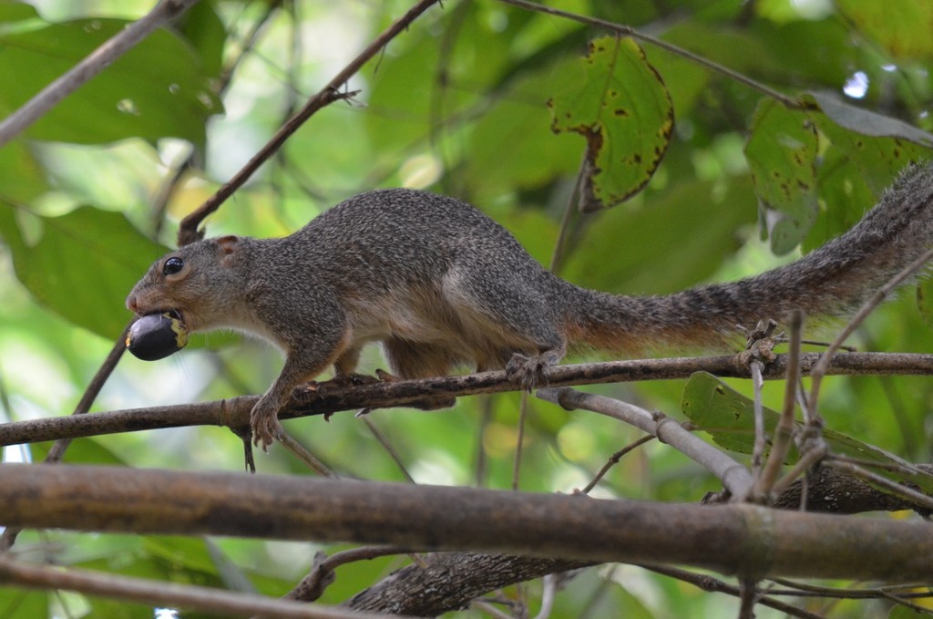 Gambian Sun Squirrel from Assoukoko, Togo on December 3, 2013 at 11:23 ...