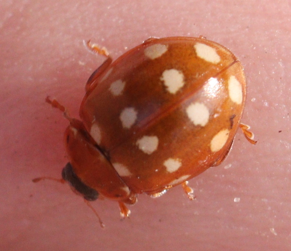 Cream-spotted Ladybird from Kolno County, Poland on May 12, 2021 at 03: ...