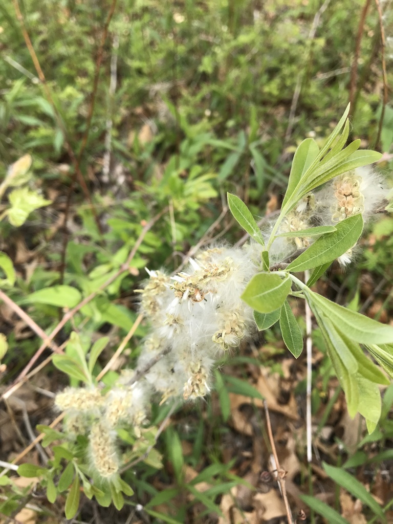 Prairie Willow from Long Lake, Portage, IN, US on May 16, 2021 at 12:41 ...