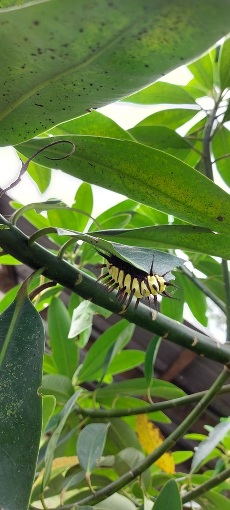 Butterflies and Moths from Gualea, Ecuador on May 15, 2021 at 01:00 PM ...