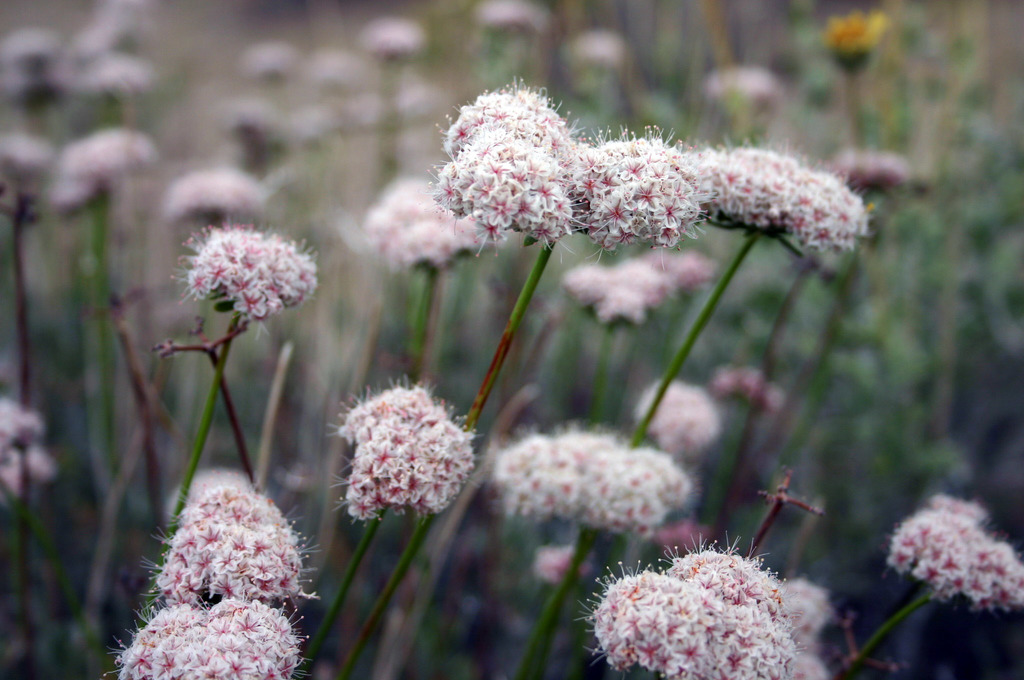 California buckwheat (Plants of the Lower Arroyo Seco) · iNaturalist