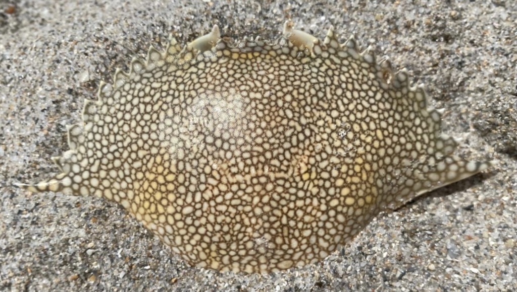 Speckled Swimming Crab from Straits of Florida, Golden Beach, FL, US on ...