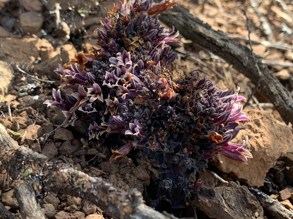 Chaparral Broomrape from Mount Diablo State Park, Clayton, CA, US on ...
