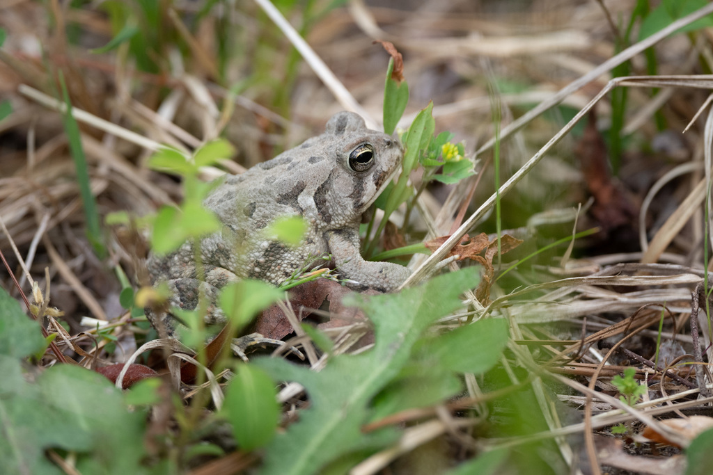 Fowler's Toad from Woodcock Trail, Middle Township, NJ 08210, USA on ...