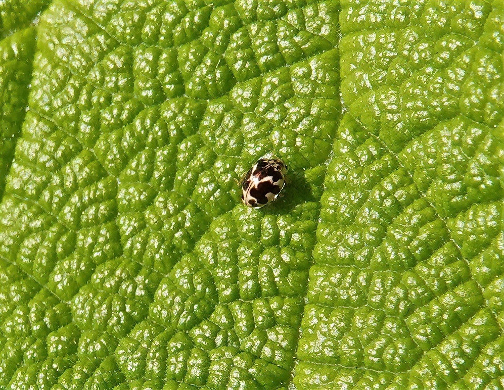 Twenty-spotted Lady Beetle from Nanaimo, BC, Canada on May 15, 2021 at ...
