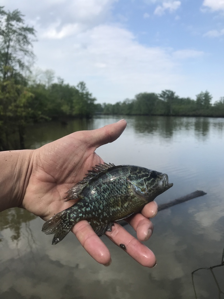 Warmouth from Ullin, IL, US on May 16, 2021 at 09:42 AM by Adrian ...