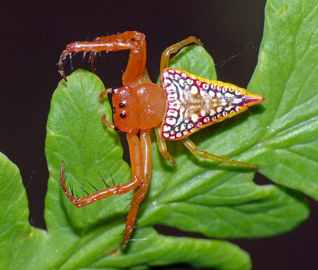 Walckenaer's Studded Triangular Spider (Arachnids of Casey, VIC, AU ...